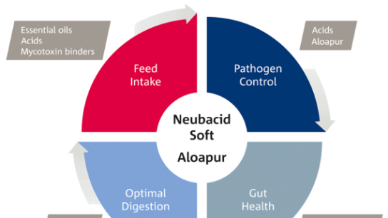 Aloapur© - zdrowie zaczyna się w jelitach | Brenntag Polska